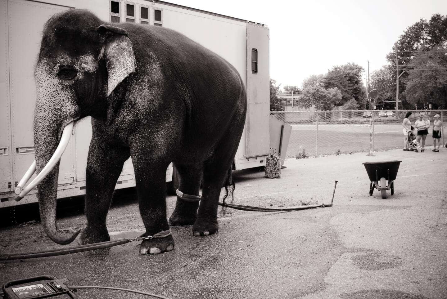 Zirkus – Was alle über Tiere im Zirkus wissen sollten