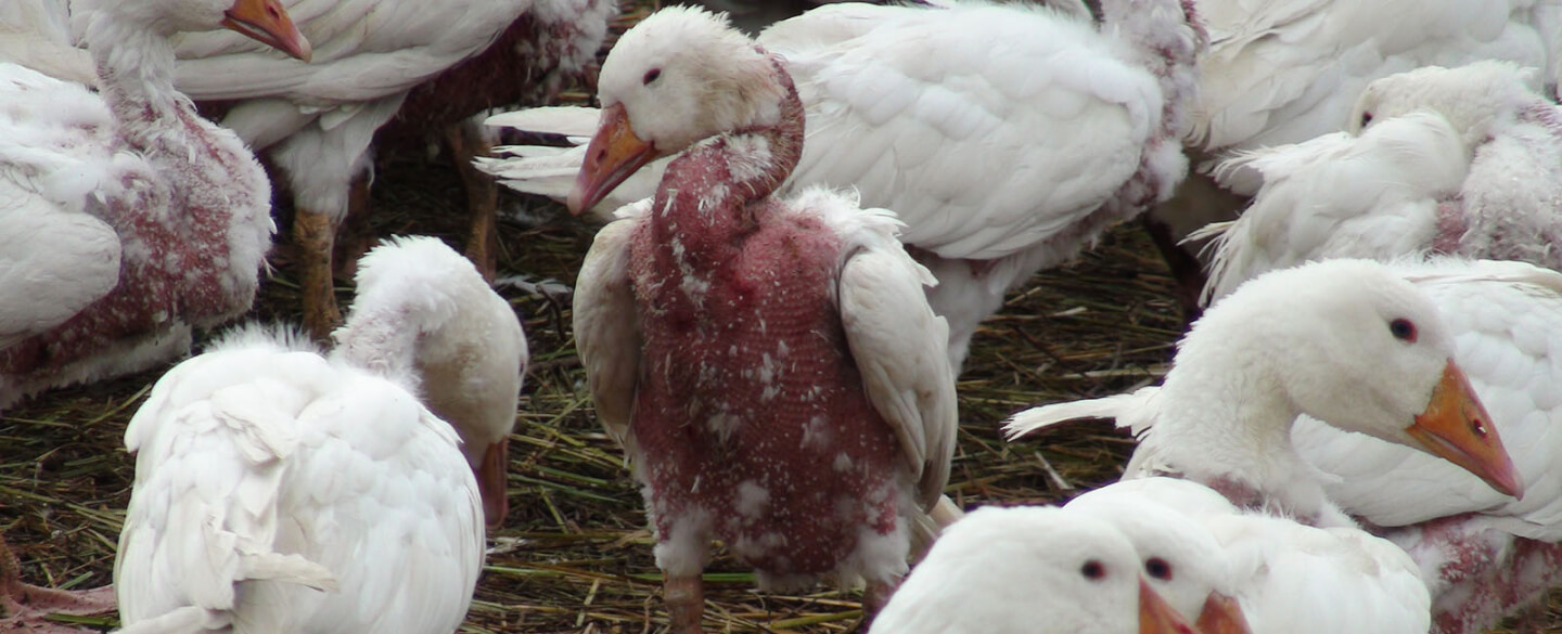 Daunen – 7 Dinge, die ihr über das Tierqualprodukt wissen solltet
