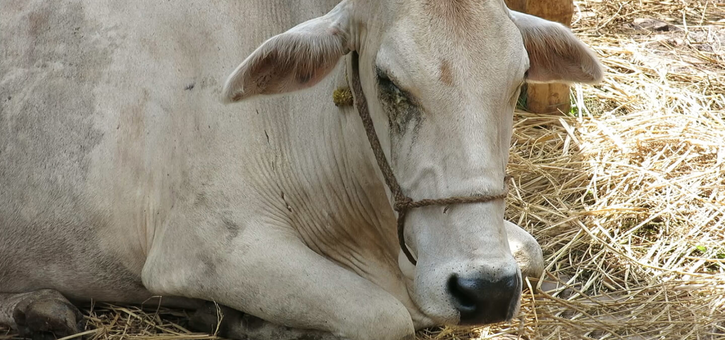 Leder – Was jeder über die Lederindustrie wissen sollte